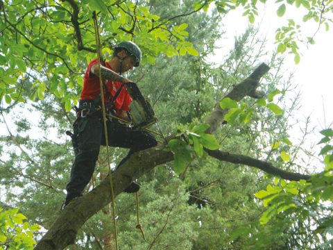 treeworks | We work on your Trees